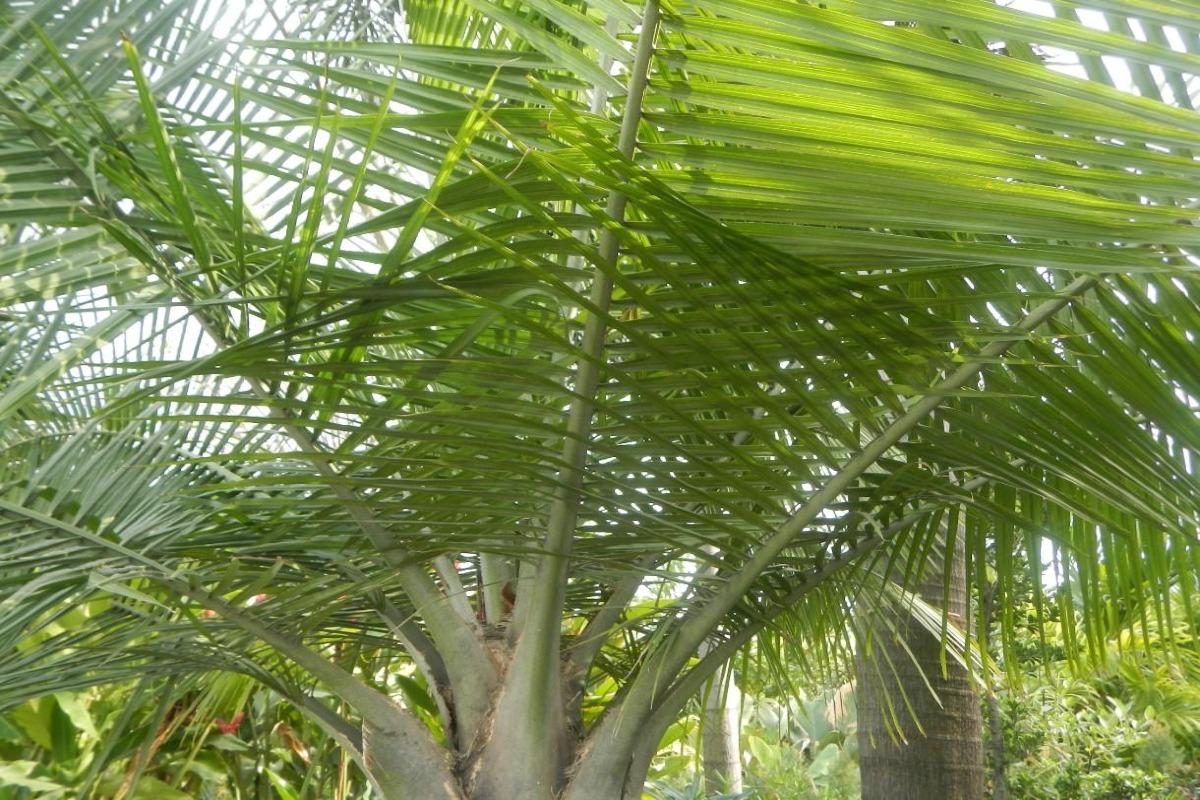 20 TYPES de PALMIERS - Noms, caractéristiques et photos