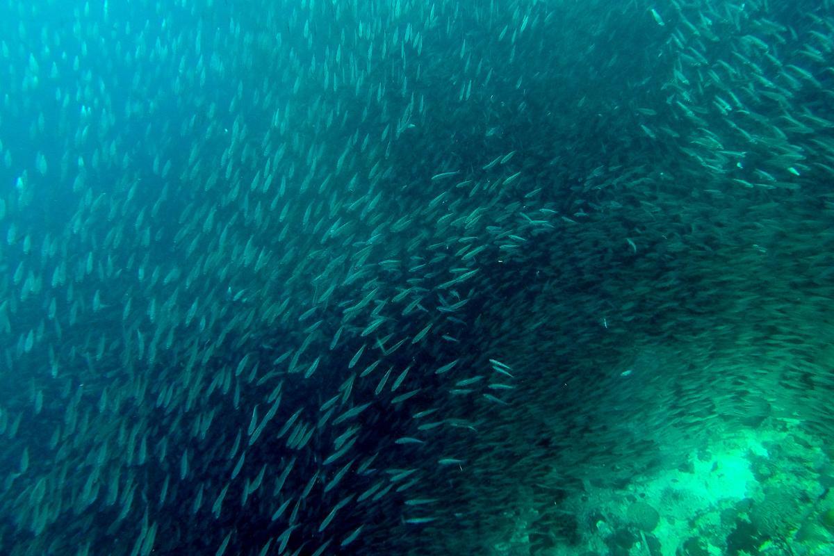 Banc de poisson : définition et formation