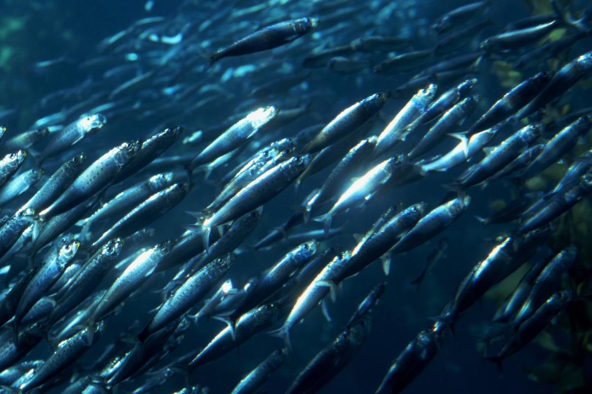 Banc de poisson : définition et formation