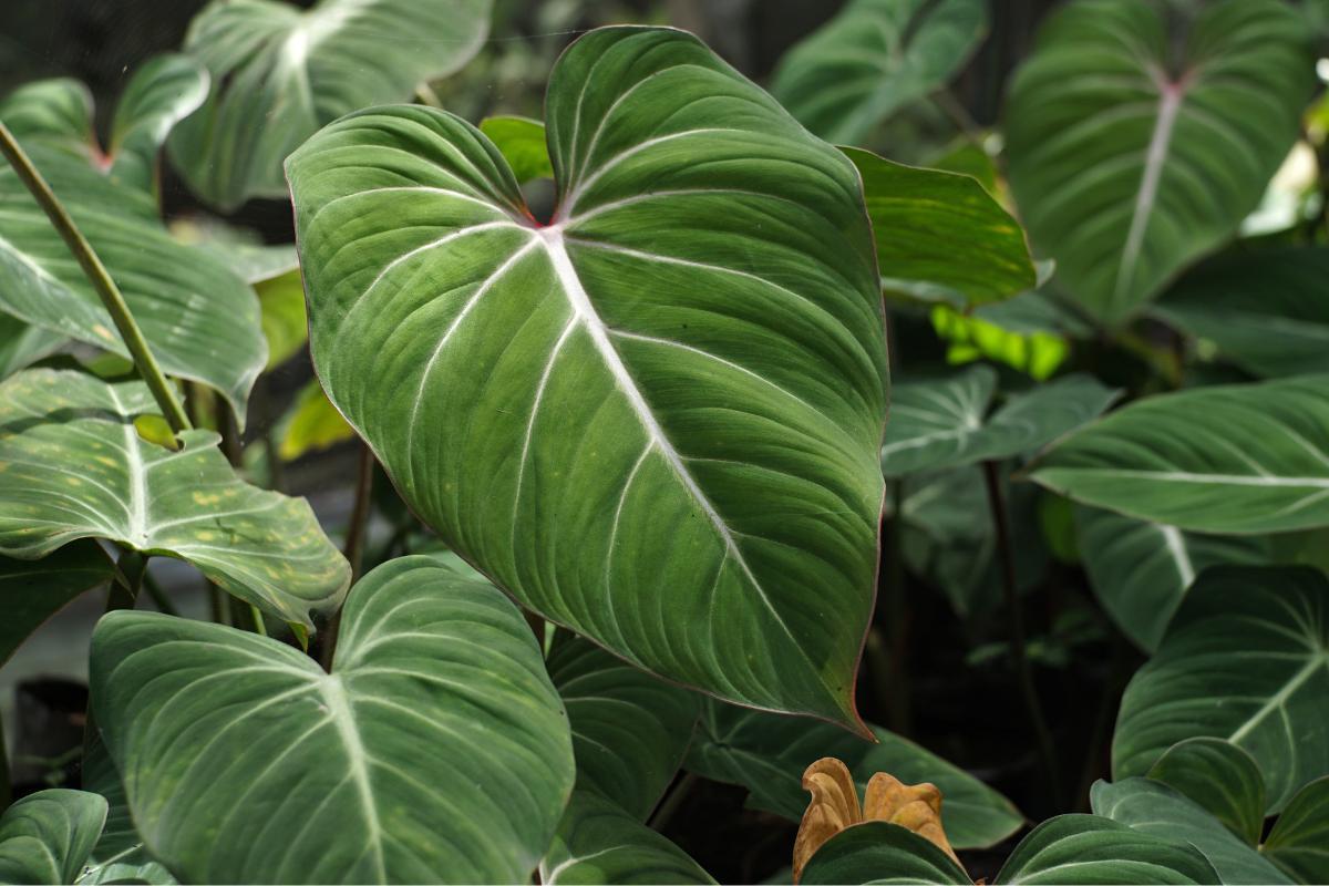 10 Types de PHILODENDRON - Noms et Caractéristiques