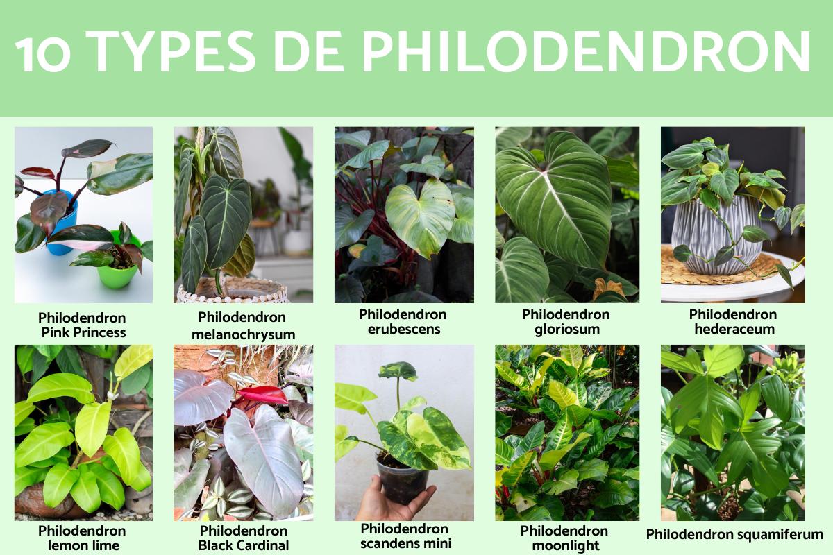 10 Types de PHILODENDRON - Noms et Caractéristiques