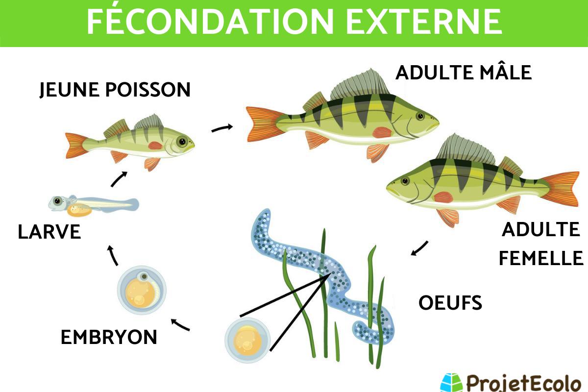 Fécondation externe : Définition et exemples