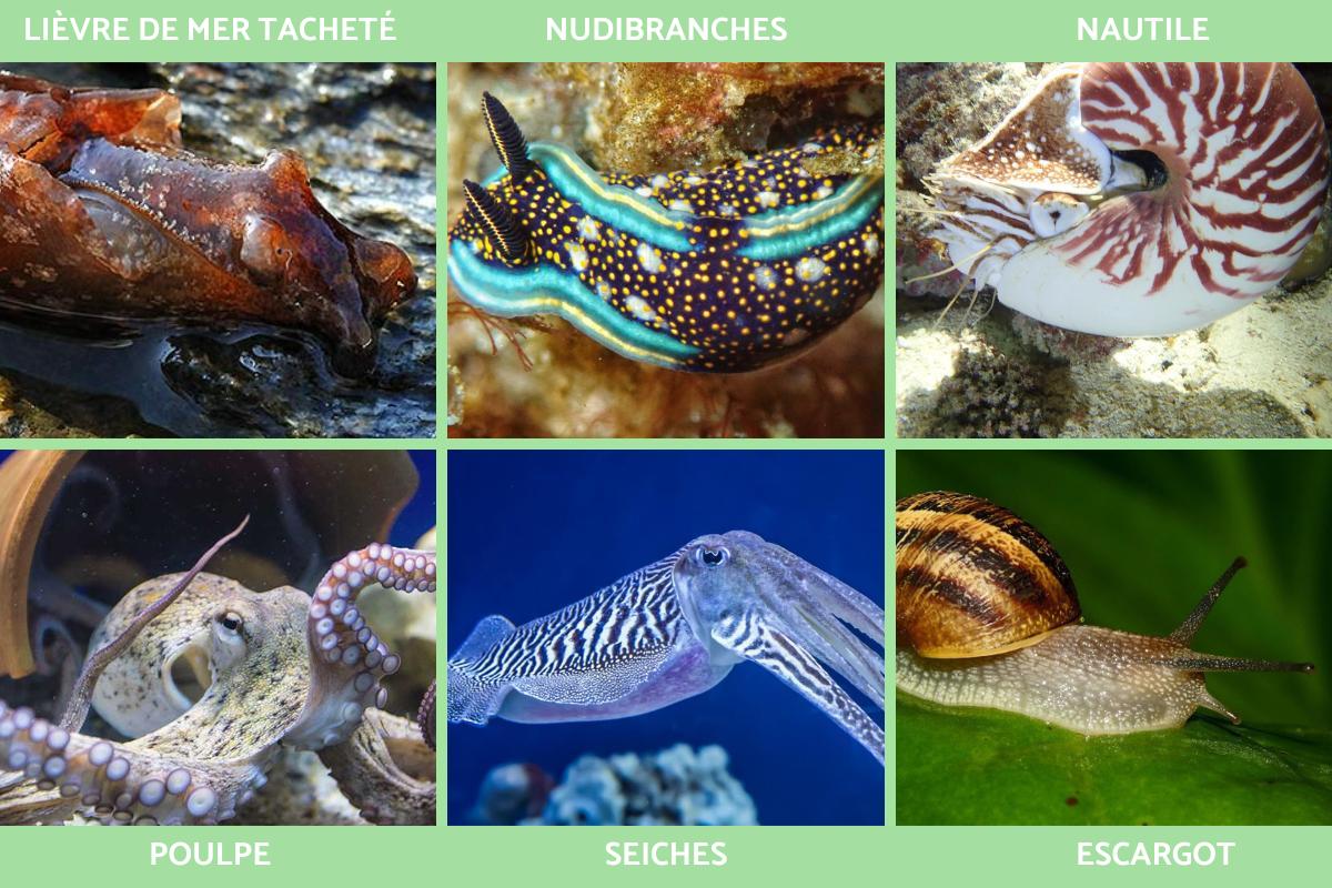 Mollusques : Définition, caractéristiques, types et exemples