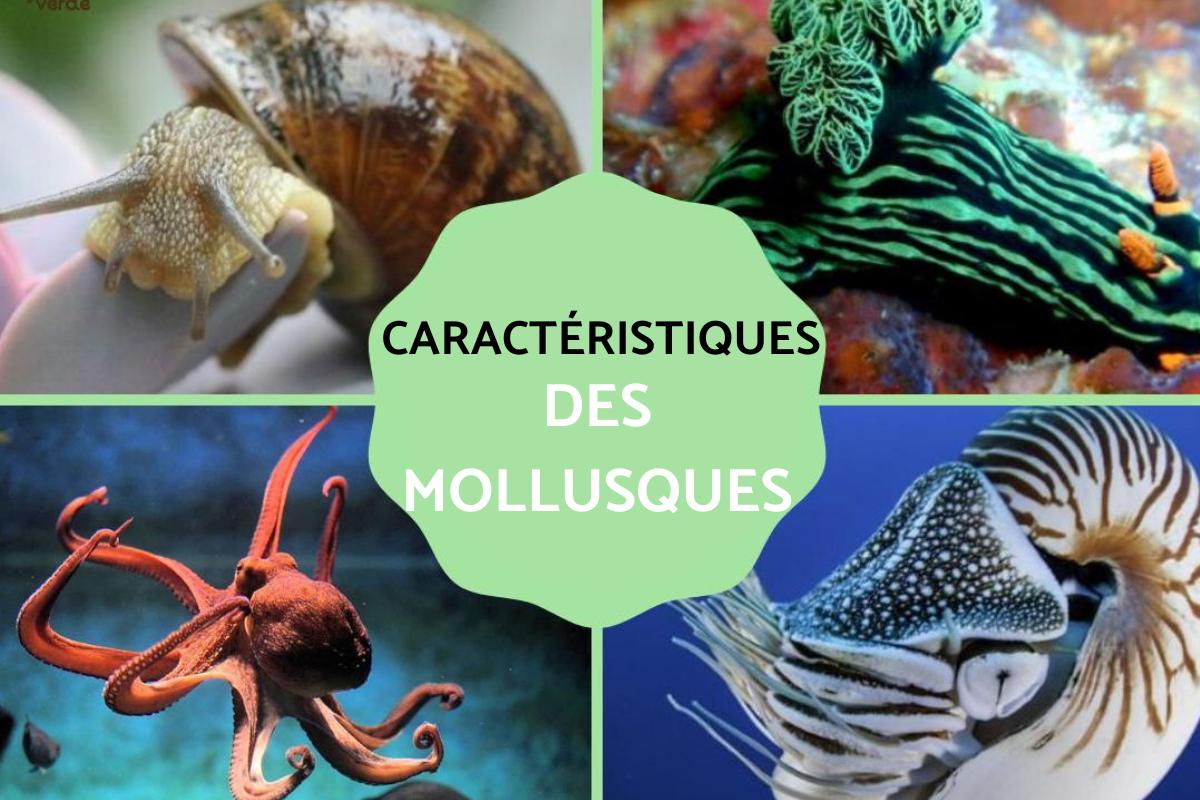 Mollusques : Définition, caractéristiques, types et exemples