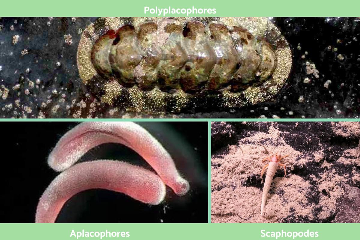 Mollusques : Définition, caractéristiques, types et exemples