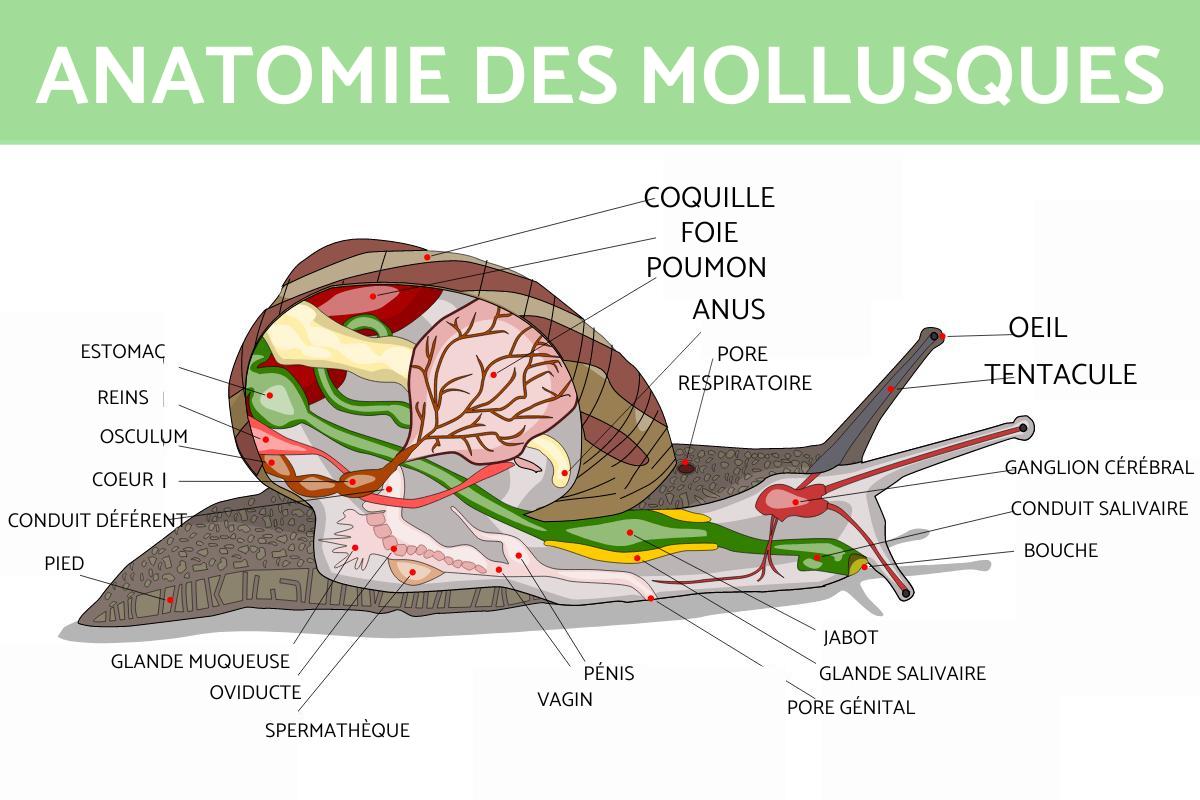 Mollusques : Définition, caractéristiques, types et exemples
