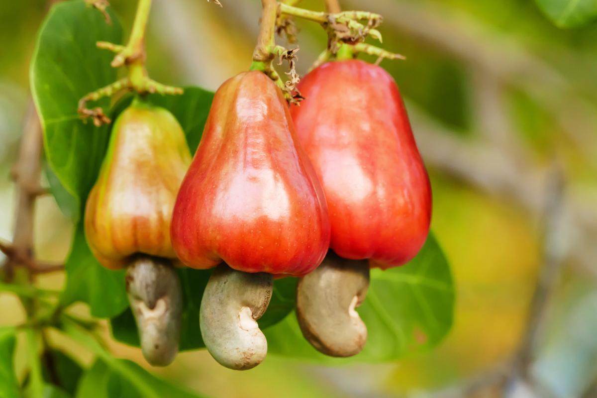 Noix de cajou : bienfaits, dangers et inconvénients - Guide complet
