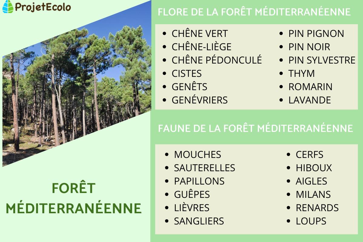 FORÊT MÉDITERRANÉENNE : CARACTÉRISTIQUES, FLORE et FAUNE