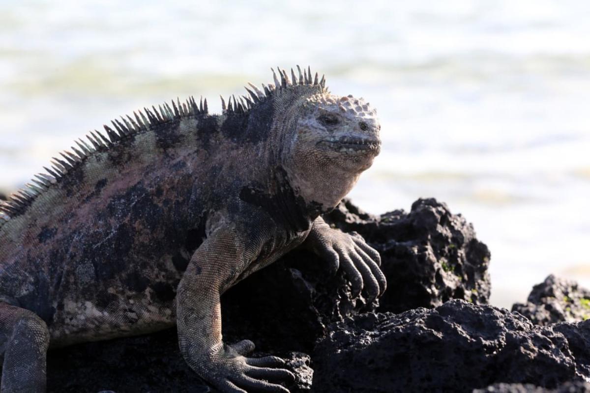 Iguane marin des Galapagos : caractéristiques, alimentation et habitat