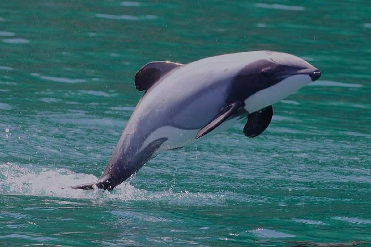 52 ANIMAUX MARINS : caractéristiques, types et liste - Résumé et PHOTOS