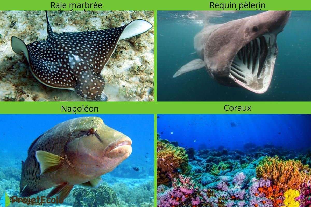 52 ANIMAUX MARINS : caractéristiques, types et liste - Résumé et PHOTOS