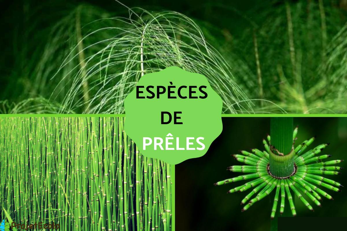 PRÊLE (EQUISETUM) : Caractéristiques et exemples