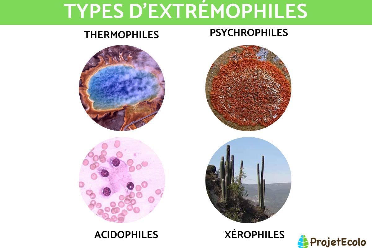 Extrémophile : Définition, caractéristiques et exemples