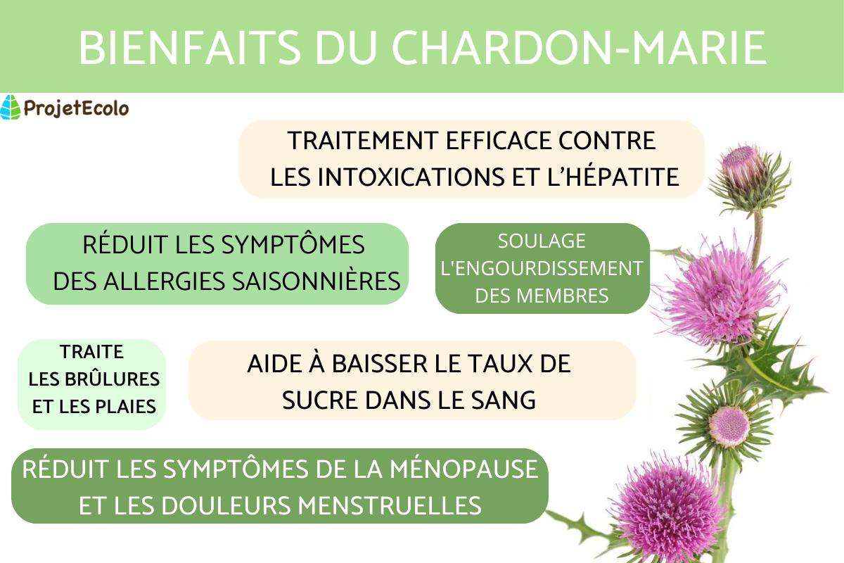 CHARDON-MARIE : PROPRIÉTÉS, UTILISATION et CONTRE-INDICATIONS