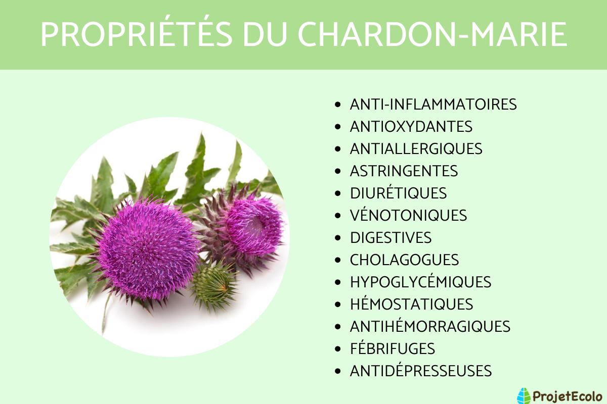CHARDON-MARIE : PROPRIÉTÉS, UTILISATION et CONTRE-INDICATIONS