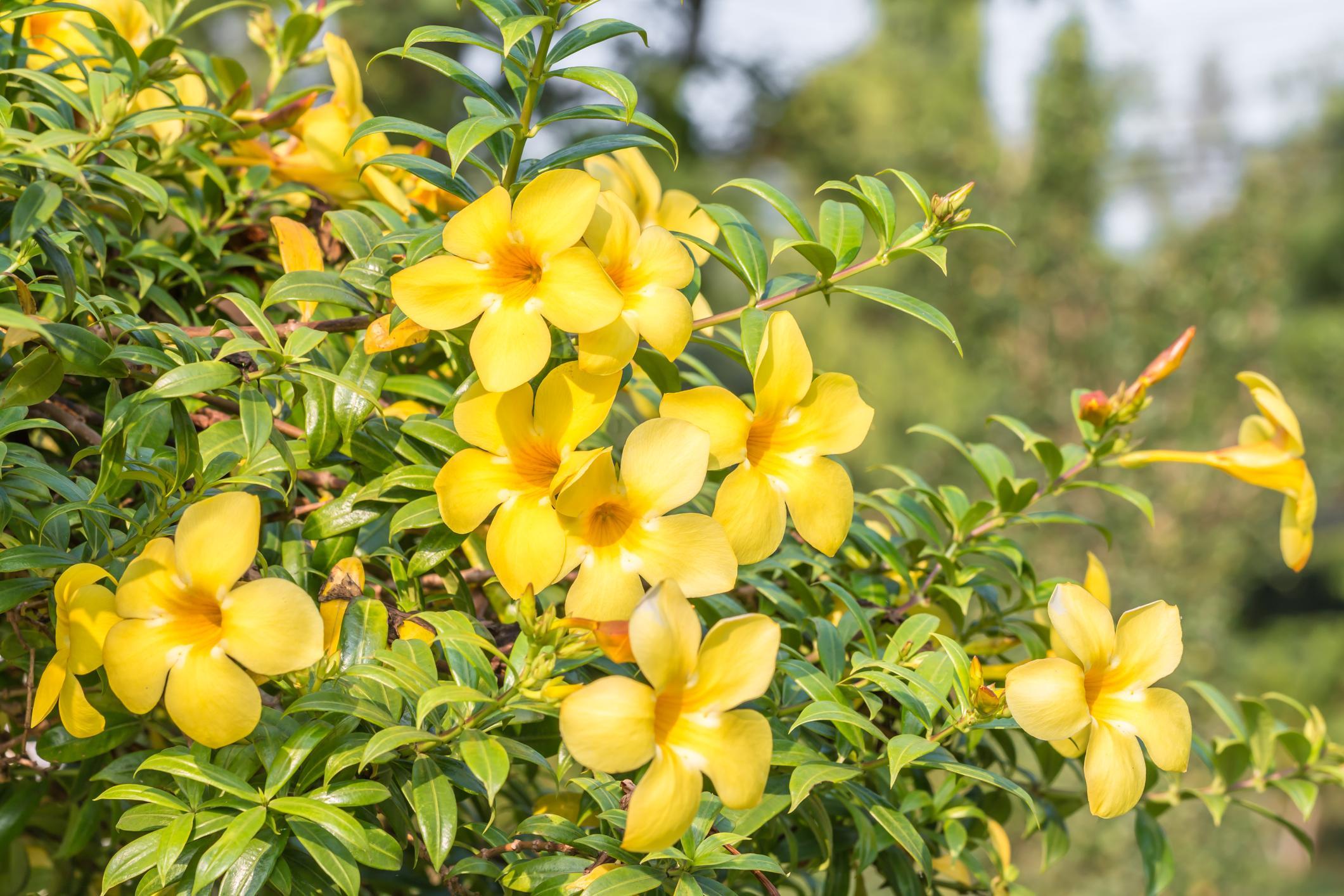 10 FLEURS en FORME de CLOCHE - avec PHOTOS