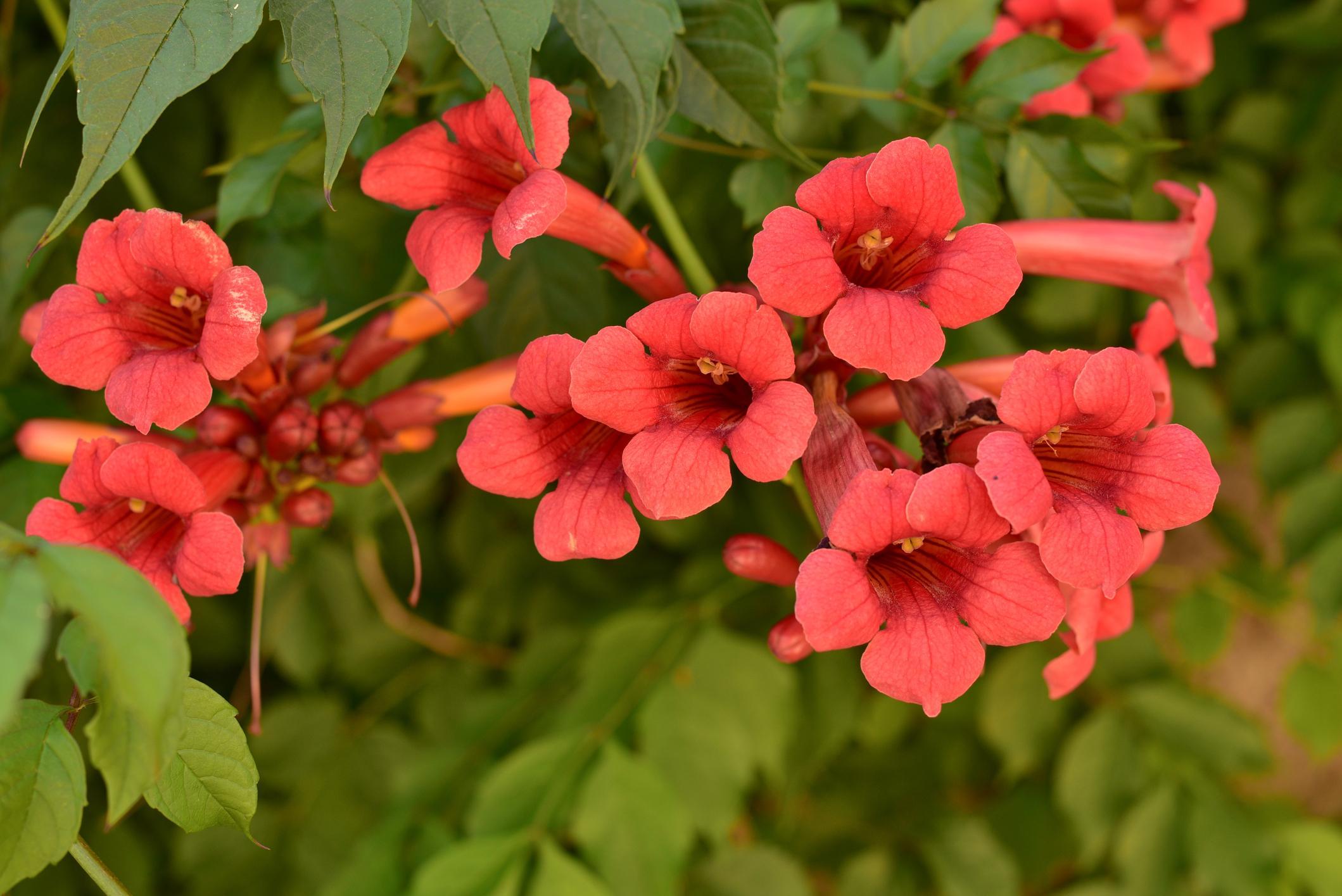 10 FLEURS en FORME de CLOCHE - avec PHOTOS
