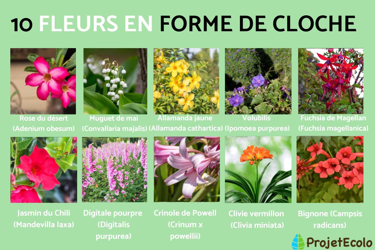 10 FLEURS en FORME de CLOCHE - avec PHOTOS