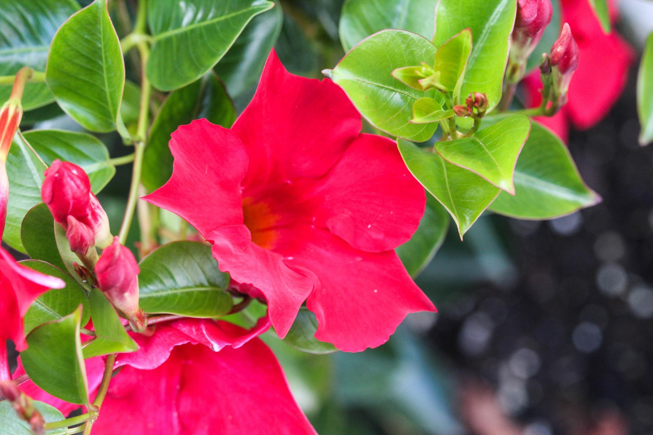 10 FLEURS en FORME de CLOCHE - avec PHOTOS