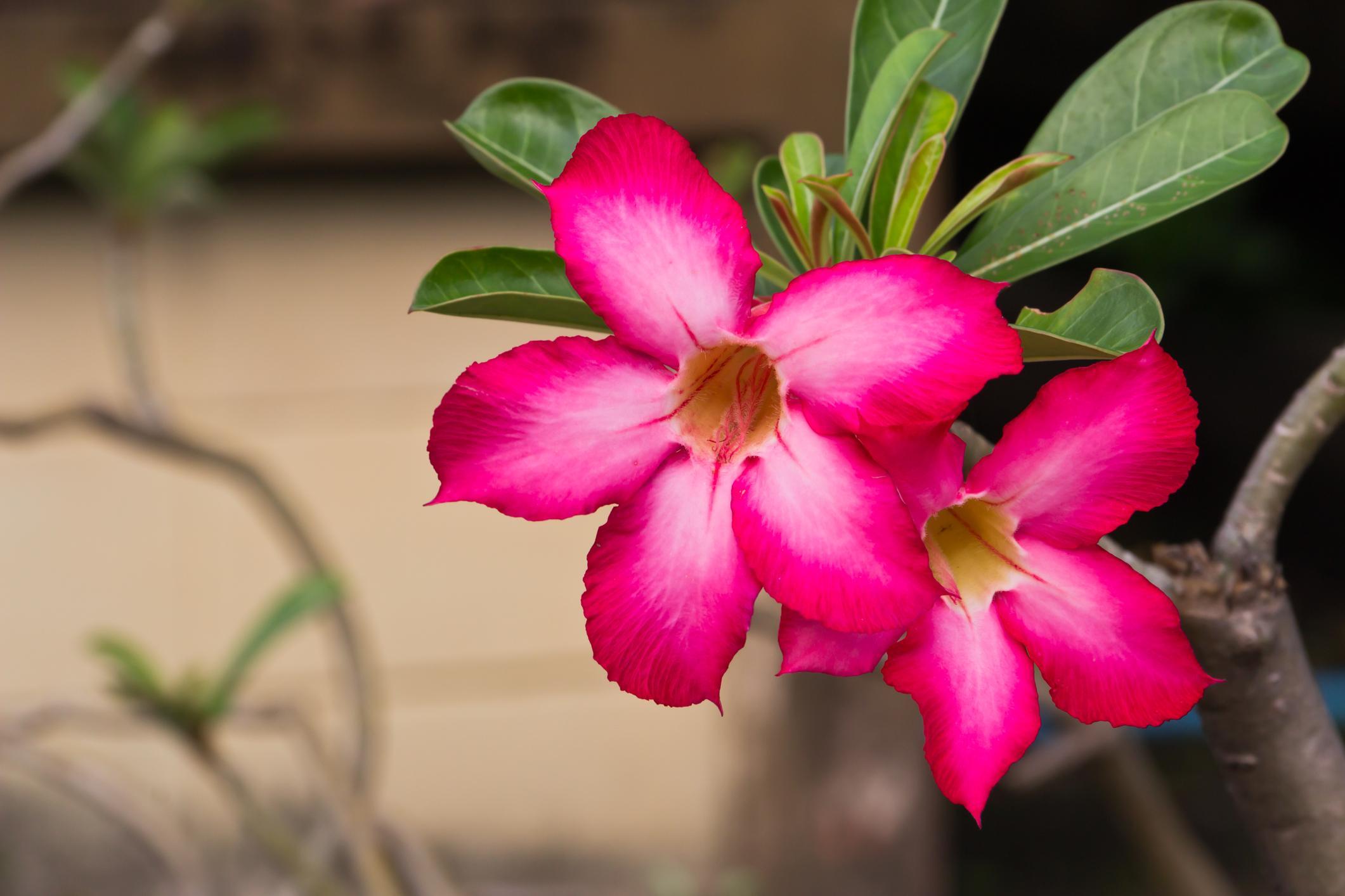 10 FLEURS en FORME de CLOCHE - avec PHOTOS