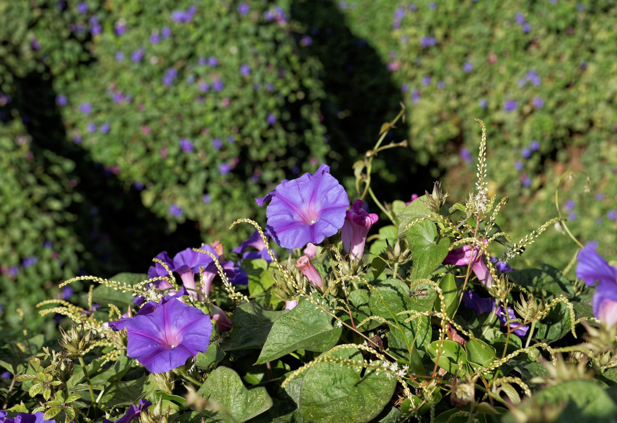10 FLEURS en FORME de CLOCHE - avec PHOTOS