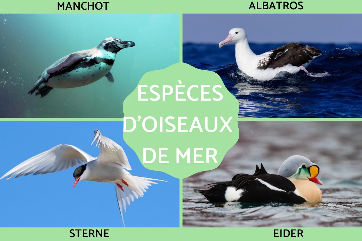 Oiseaux de mer : espèces et adaptations