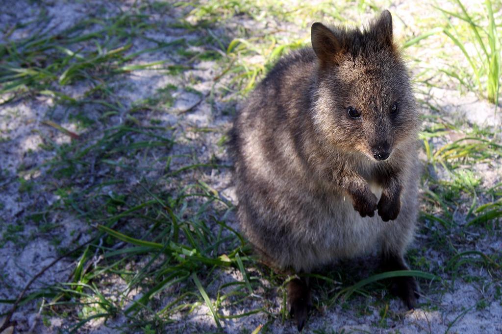 QUOKKA : ANIMAL le PLUS HEUREUX du MONDE - Découvrez-le