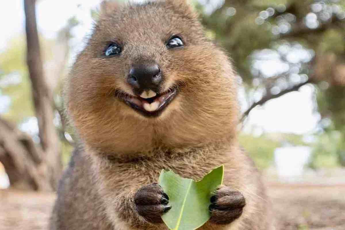 QUOKKA : ANIMAL le PLUS HEUREUX du MONDE - Découvrez-le