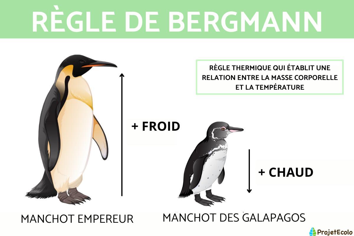Règle de Bergmann : définition et exemples