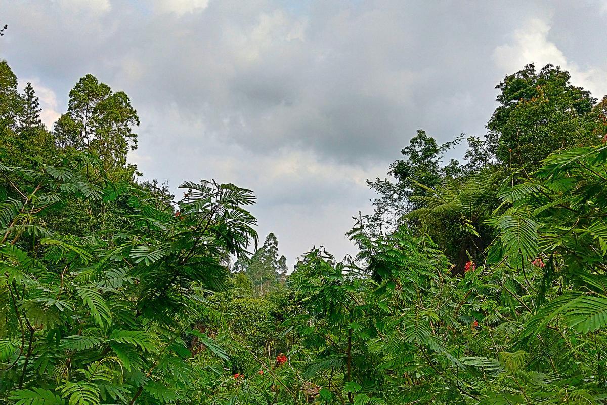Climat subtropical humide : Température, caractéristiques, flore et faune