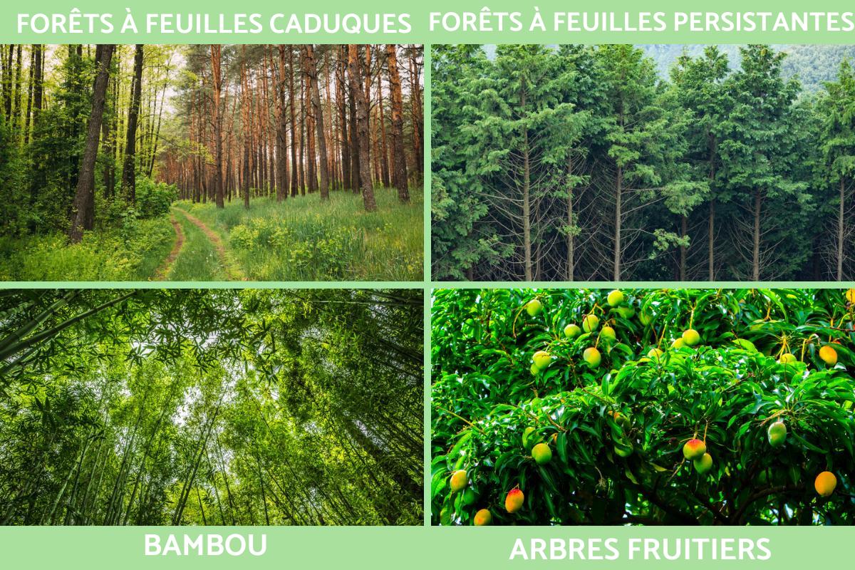 Climat subtropical humide : Température, caractéristiques, flore et faune