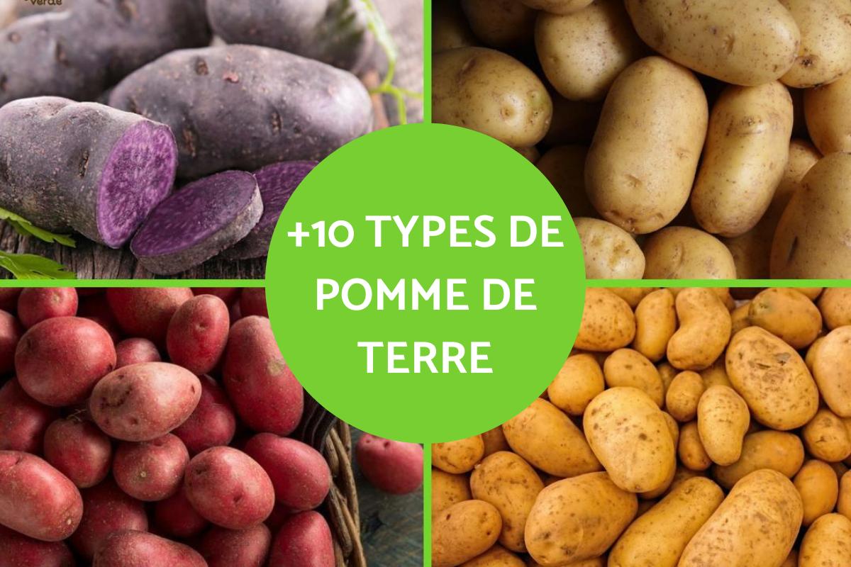 +10 Types de pommes de terre