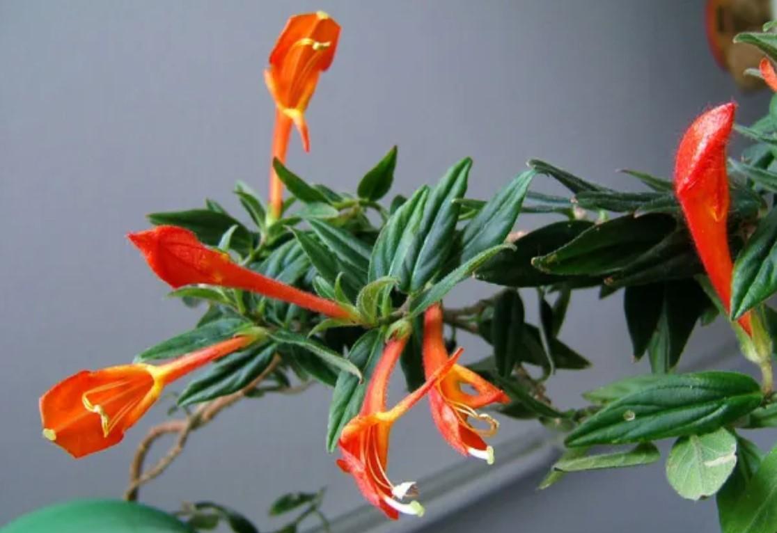 22 PLANTES FLEURIES D'INTÉRIEUR avec PHOTOS