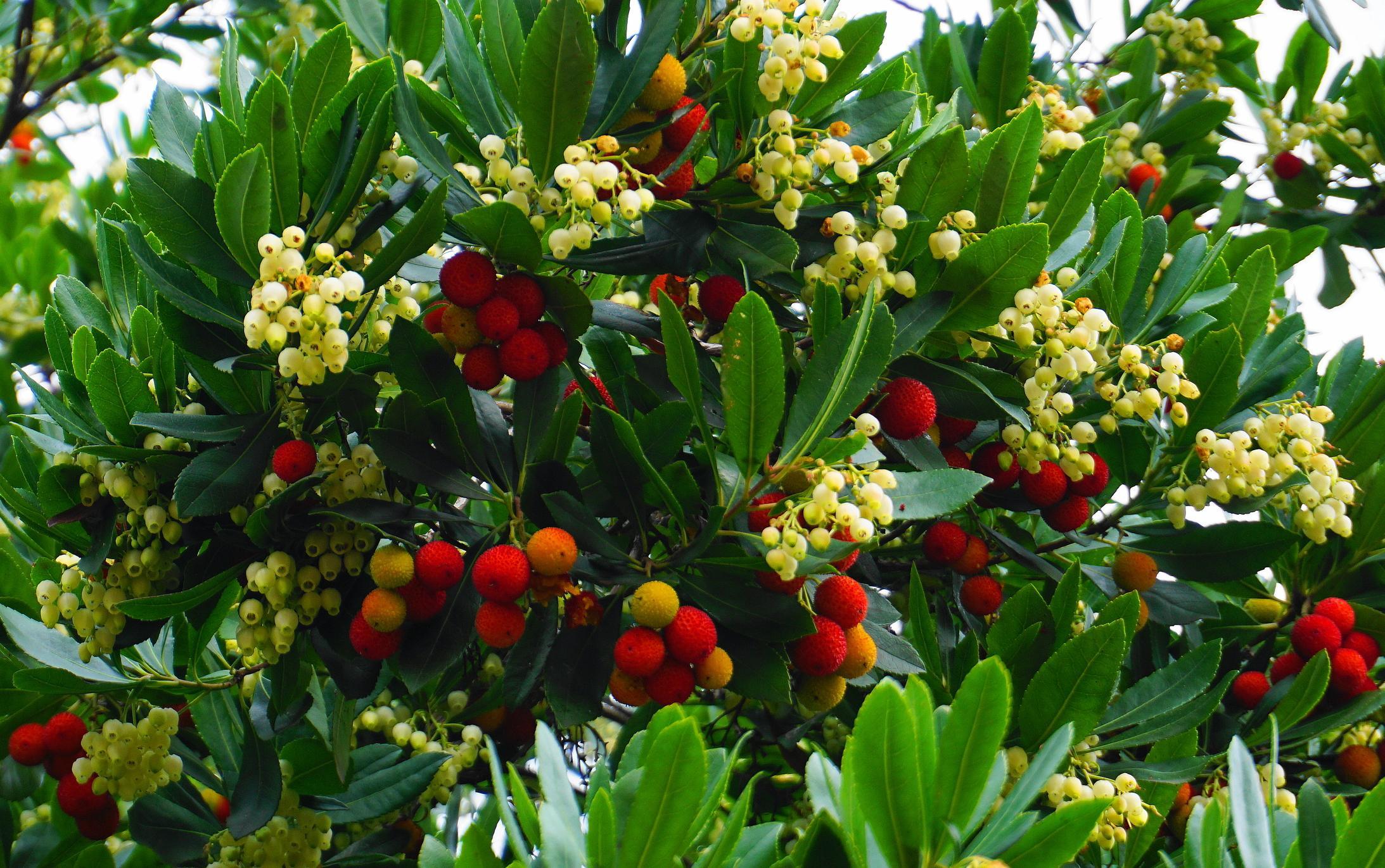 Arbousier : ENTRETIEN et FRUITS - Guide complet de jardinage