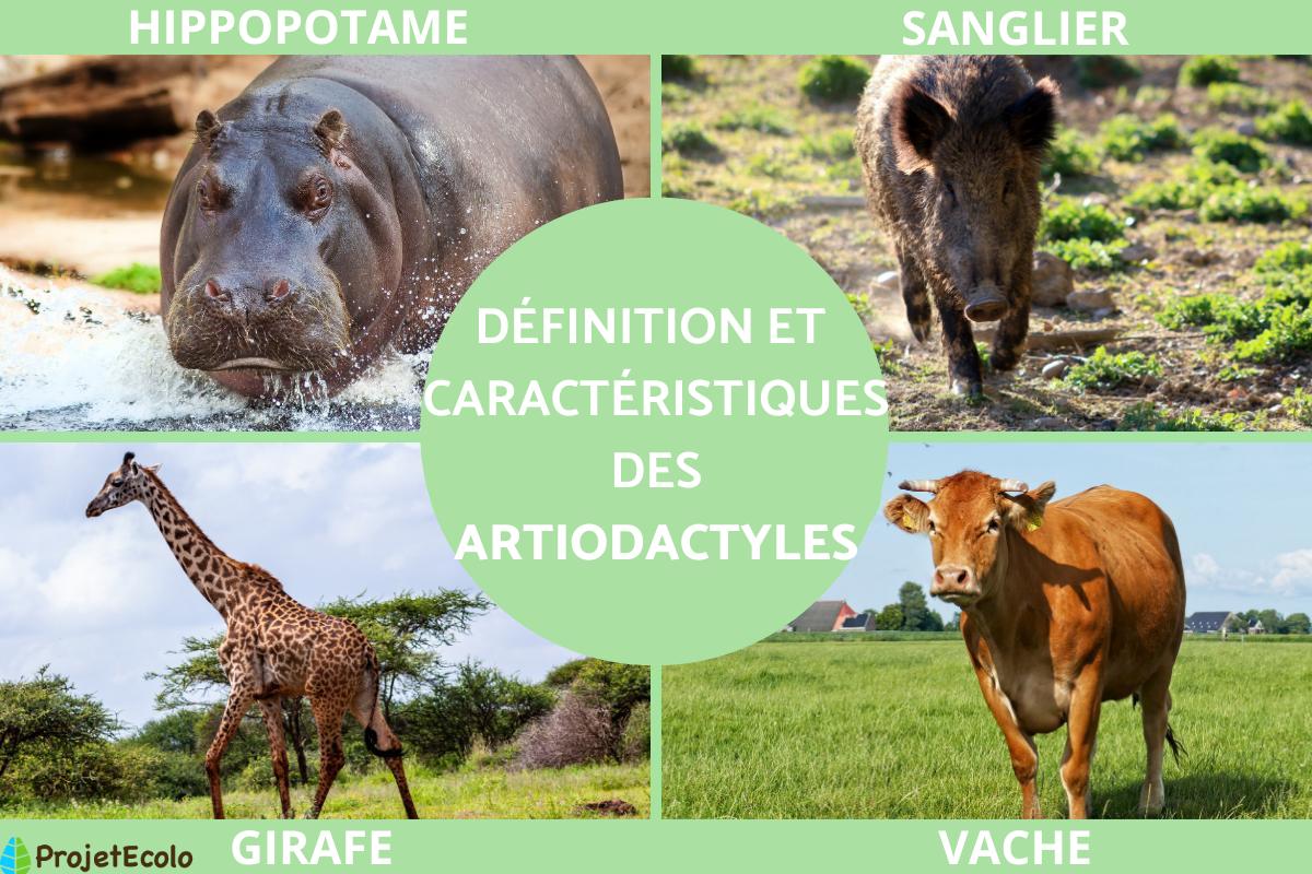 Artiodactyle : Définition, caractéristiques et exemples