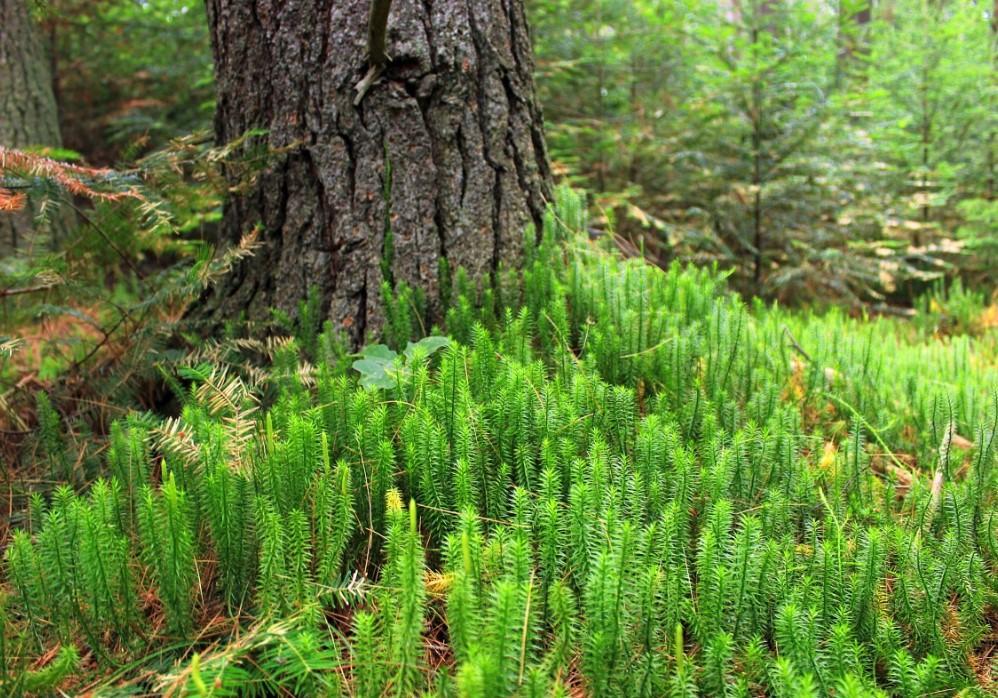 Lycopodes : Caractéristiques et exemples