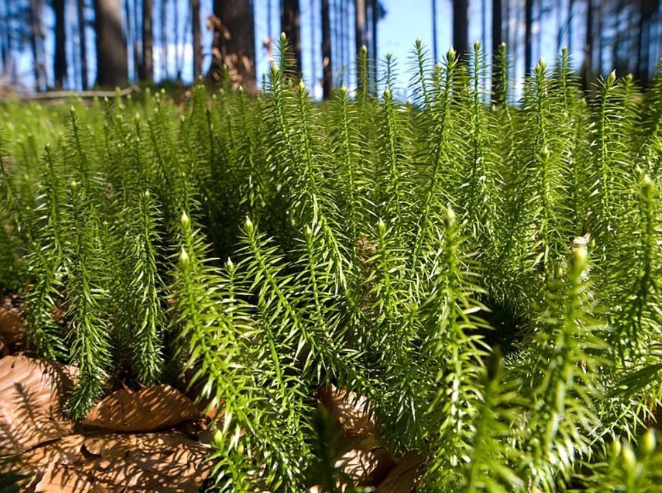Lycopodes : Caractéristiques et exemples