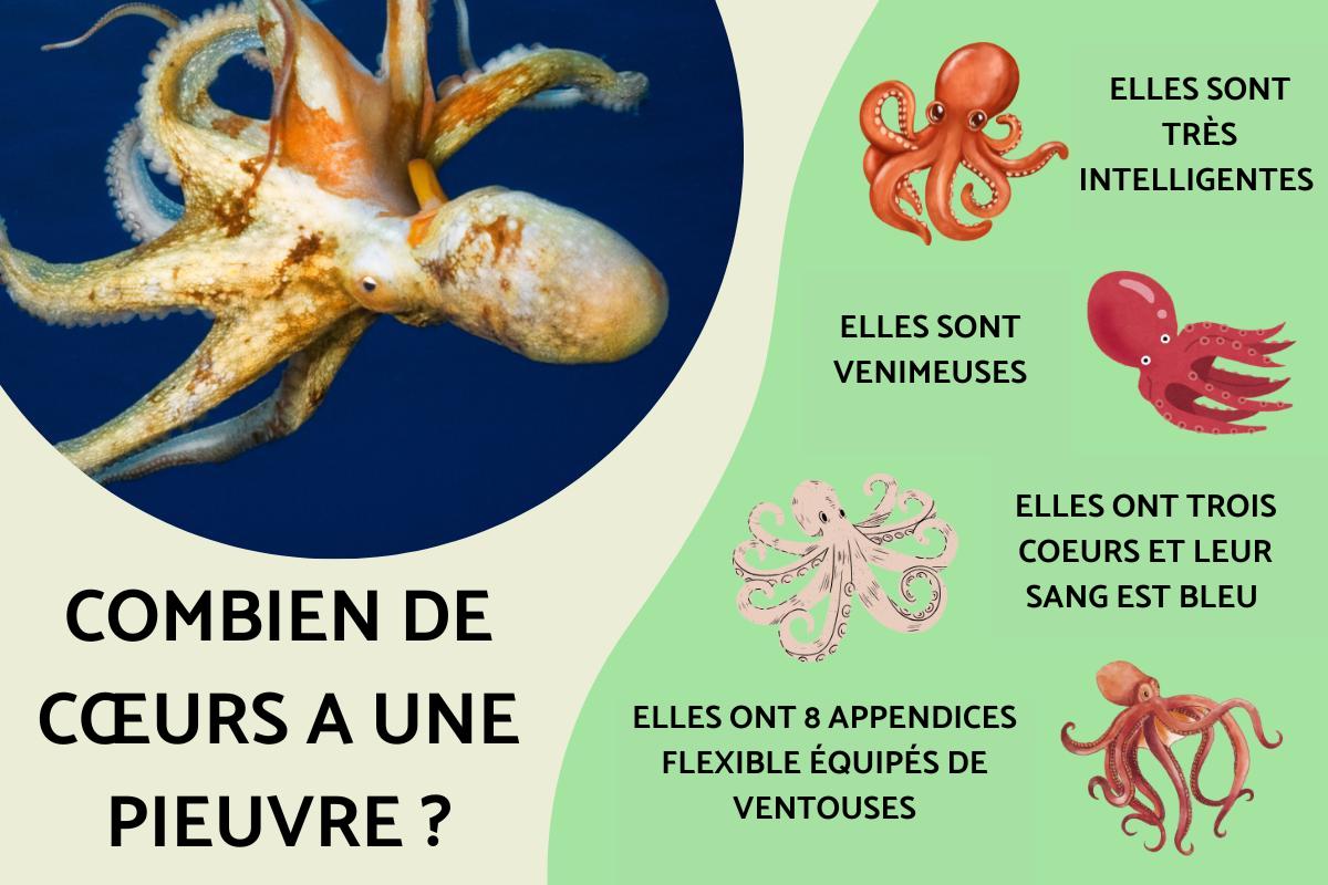 Combien de cœurs a une pieuvre