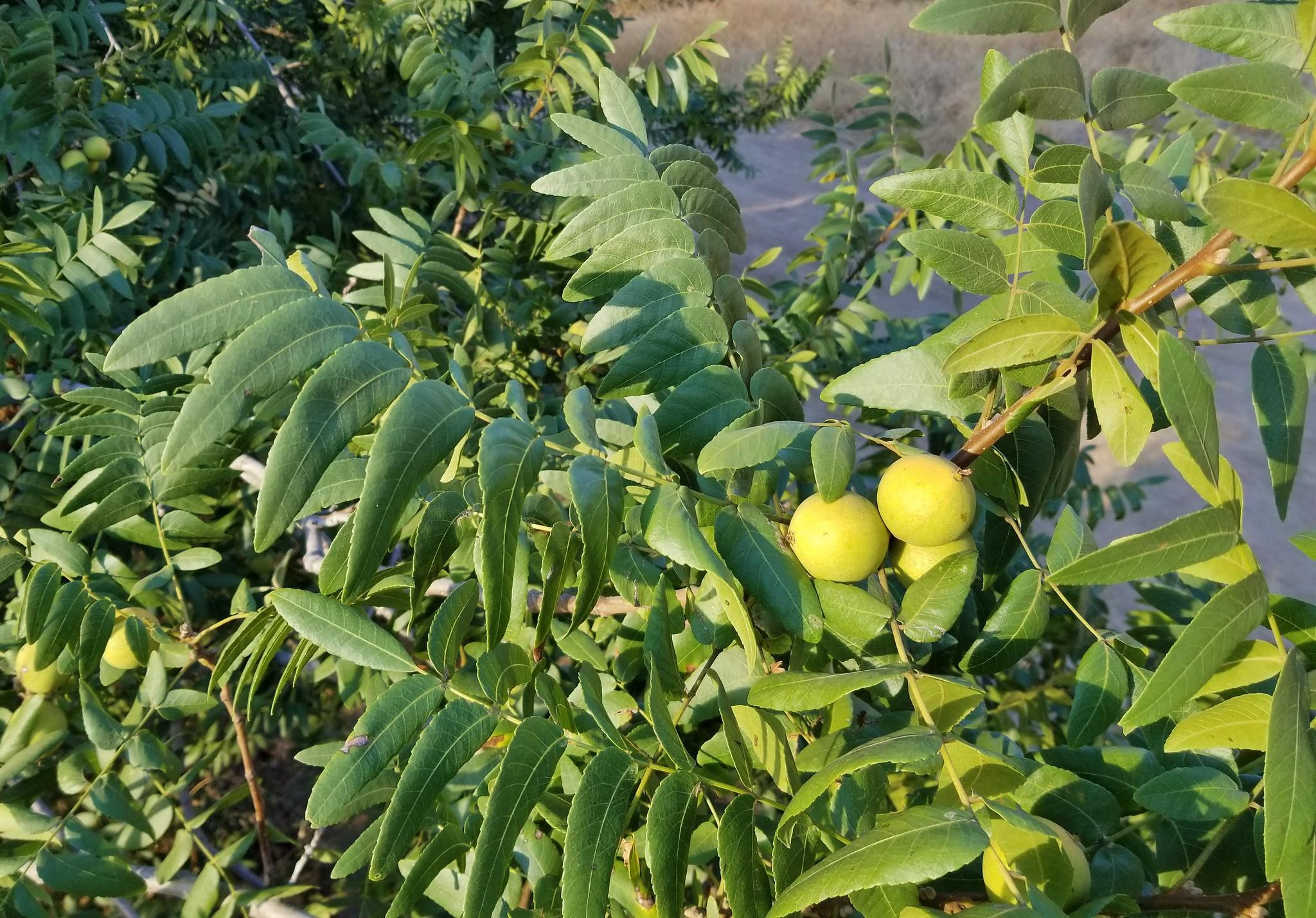 8 types de NOIX - NOMS et PHOTOS