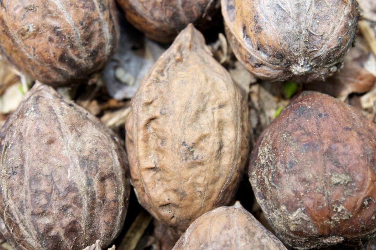 8 types de NOIX - NOMS et PHOTOS