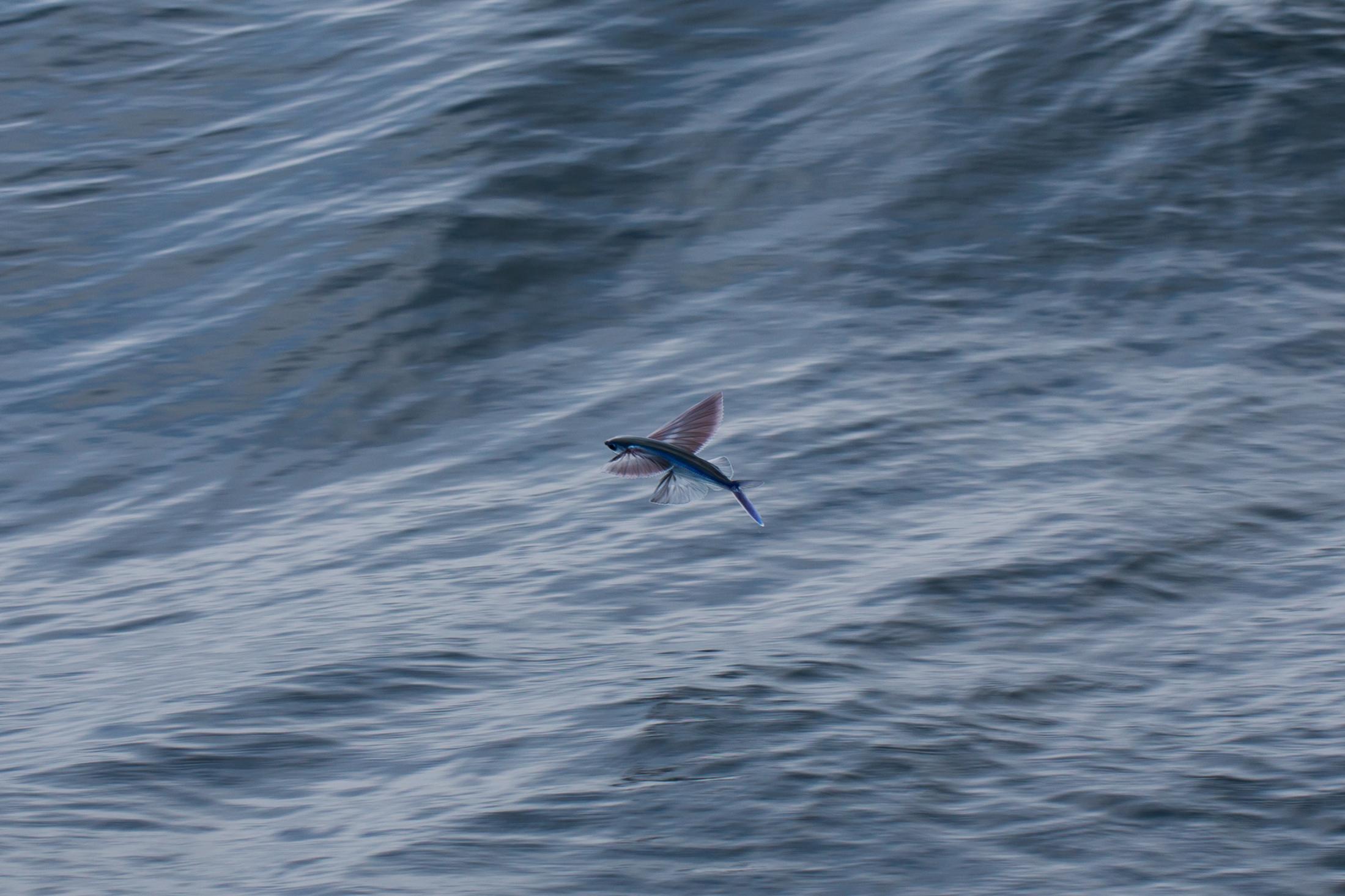 Poissons volants : habitat, espèces, particularités et photos