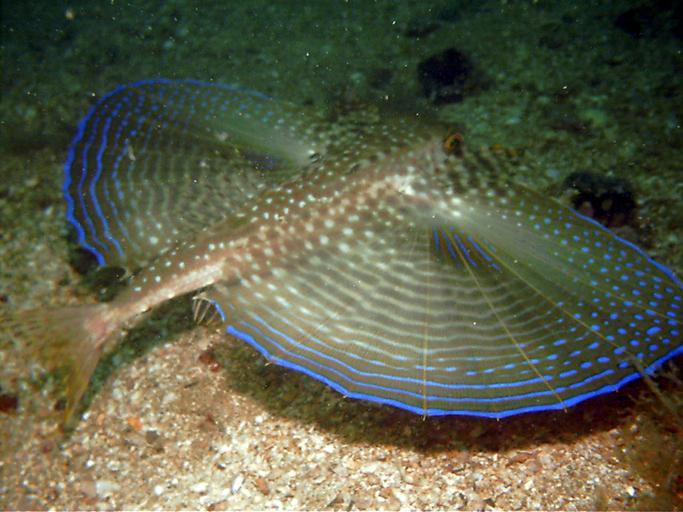 Poissons volants : habitat, espèces, particularités et photos