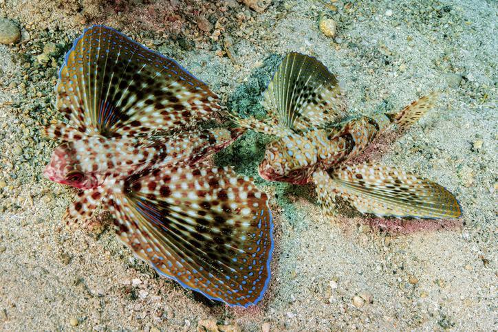 Poissons volants : habitat, espèces, particularités et photos