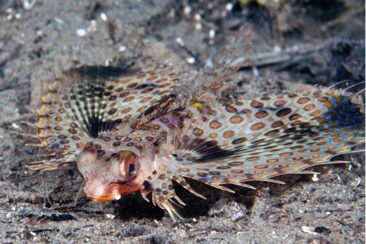 Poissons volants : habitat, espèces, particularités et photos