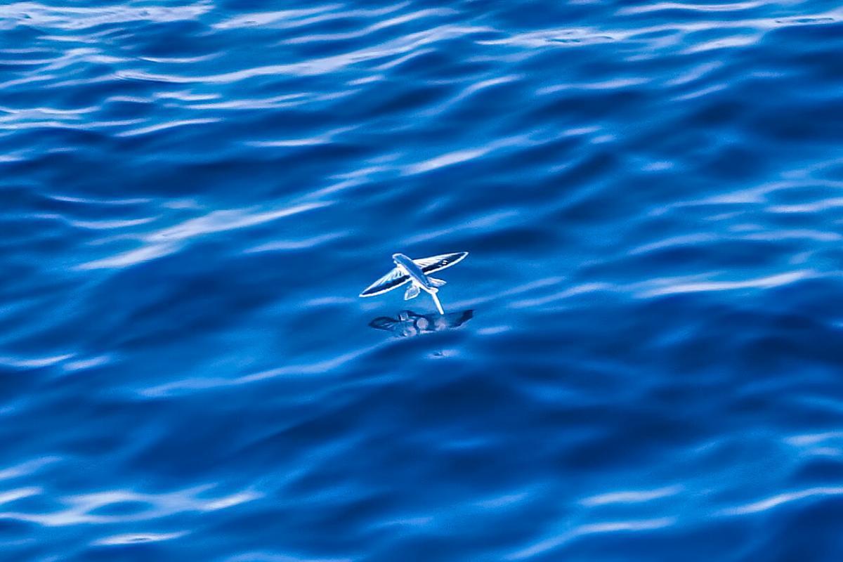 Poissons volants : habitat, espèces, particularités et photos