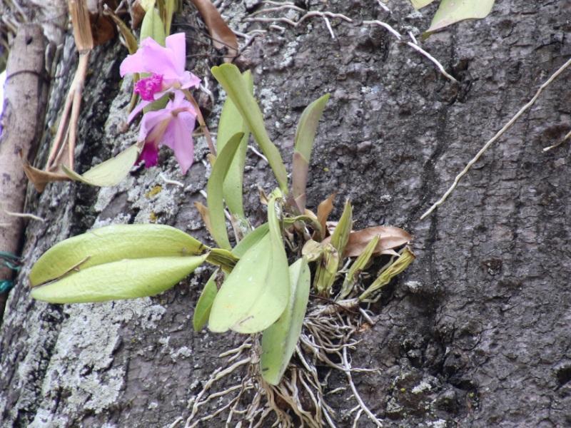 Plante épiphyte : Définition, types et exemples
