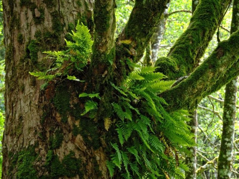 Plante épiphyte : Définition, types et exemples