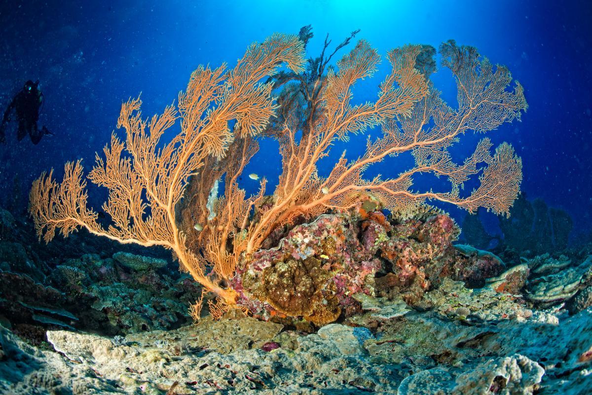 Gorgone corail : Caractéristiques, habitat et alimentation