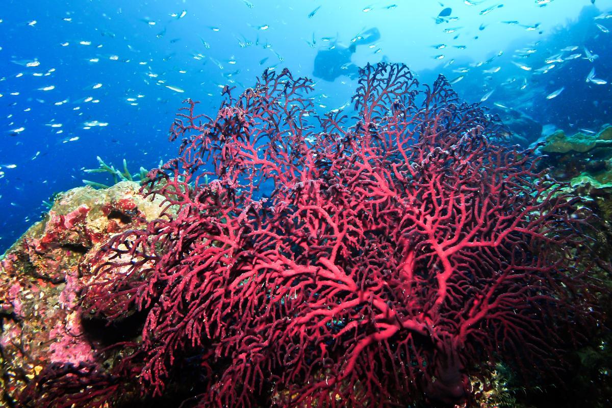 Gorgone corail : Caractéristiques, habitat et alimentation
