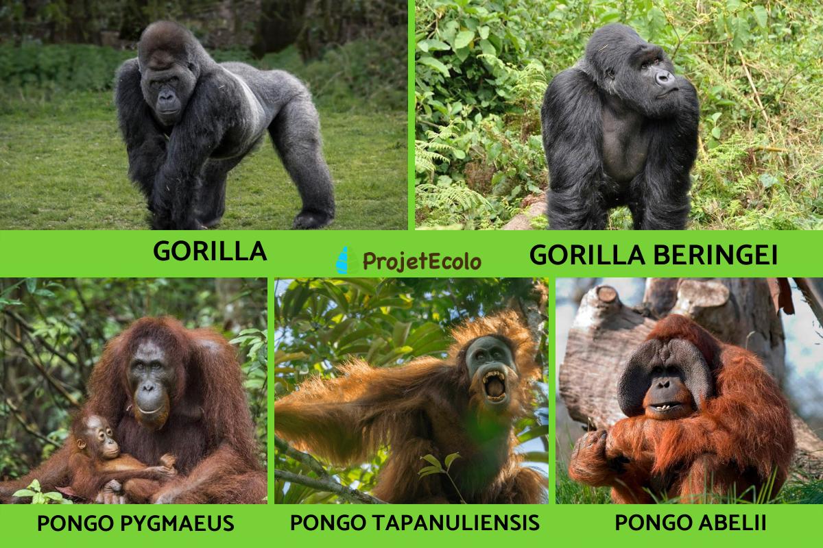 Hominidés - Définition, caractéristiques et évolution de la lignée humaine